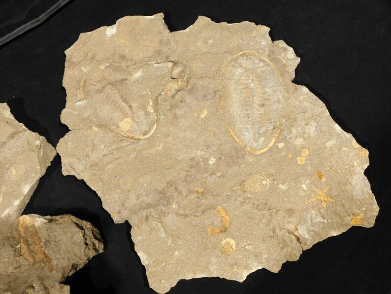 Two BIG! Eudolatites Sp. Trilobite Fossils in HUGE Split Matrix With ...