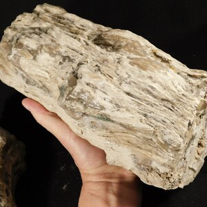 Perfect BARK HUGE Highly Agatized Petrified WOOD Fossil Wyoming 8728gr ...