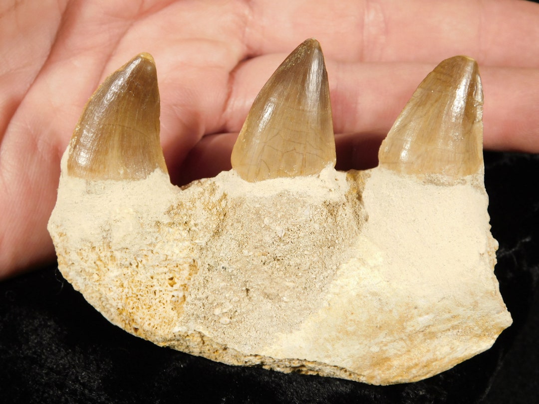 100 Million Year Old Mosasaurus JAW Fossil With THREE Fossil TEETH 83 ...