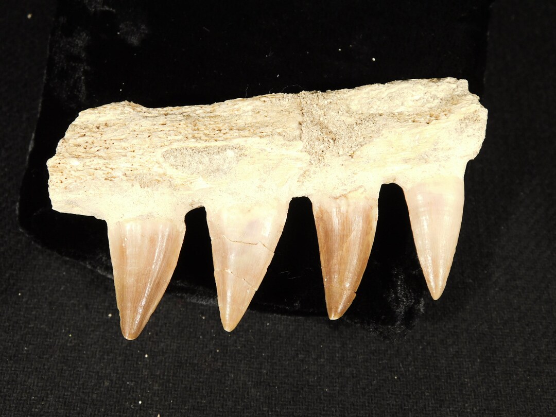 100 Million Year Old! Mosasaurus JAW Bone Fossil With FOUR Fossil TEETH ...
