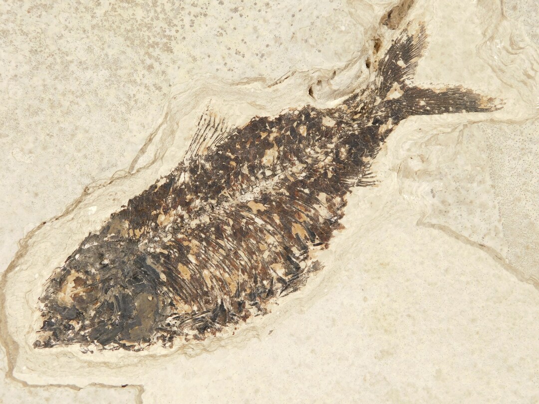 50 Million Year Old Knightia FISH Fossil With Stand Wyoming 575gr - Etsy