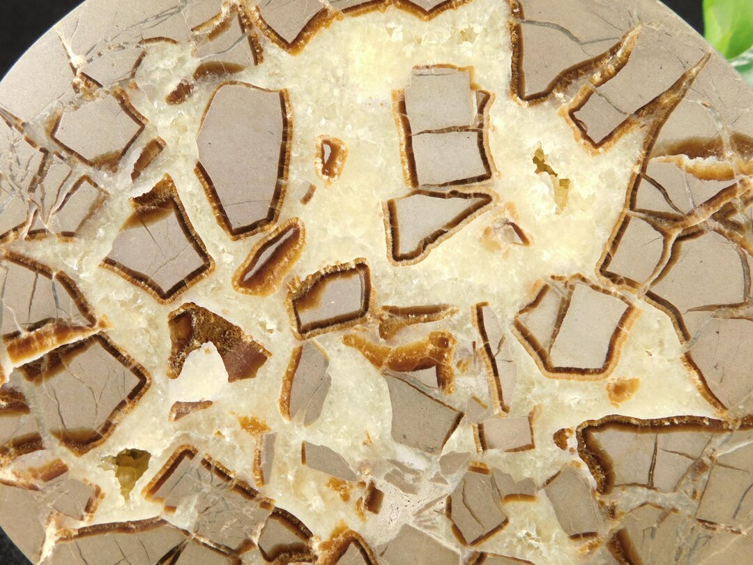 Polished SEPTARIAN Nodule Slab With a Lightning Like Pattern From Utah ...