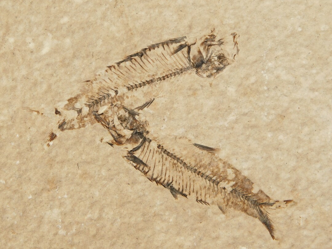 TWO! 50 Million Year Old Knightia FISH Fossils 100% Natural Wyoming ...