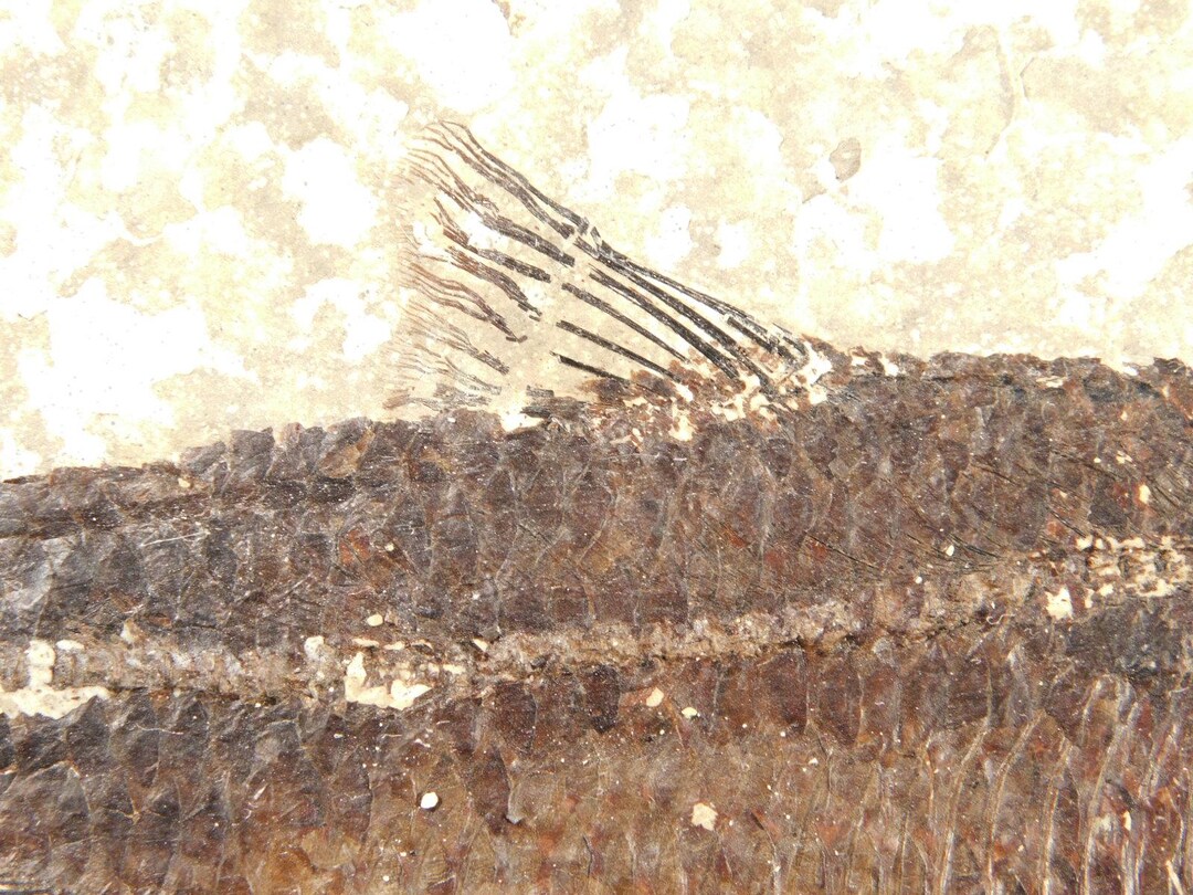 SCALES! Rare 50 Million Year Old Knightia ALTA FISH Fossil From Wyoming ...