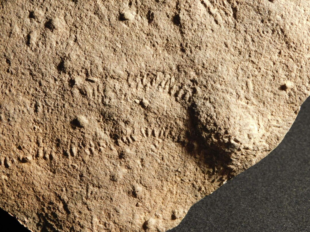 Big! Rare Cruziana or Fossil Trilobite TRACKWAY With a TRILOBITE BURROW 720gr - Etsy