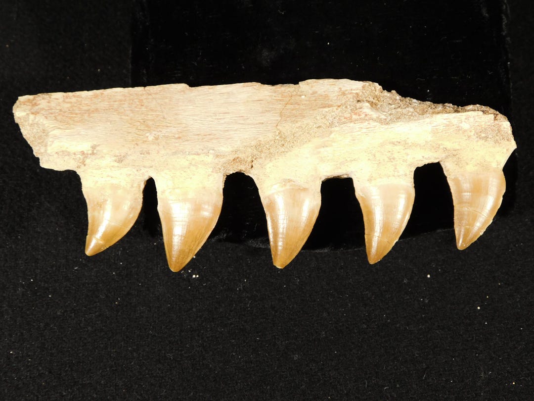 Long! Mosasaurus JAW Bone Fossil With FIVE! Tooth Fossils Morocco 83 ...