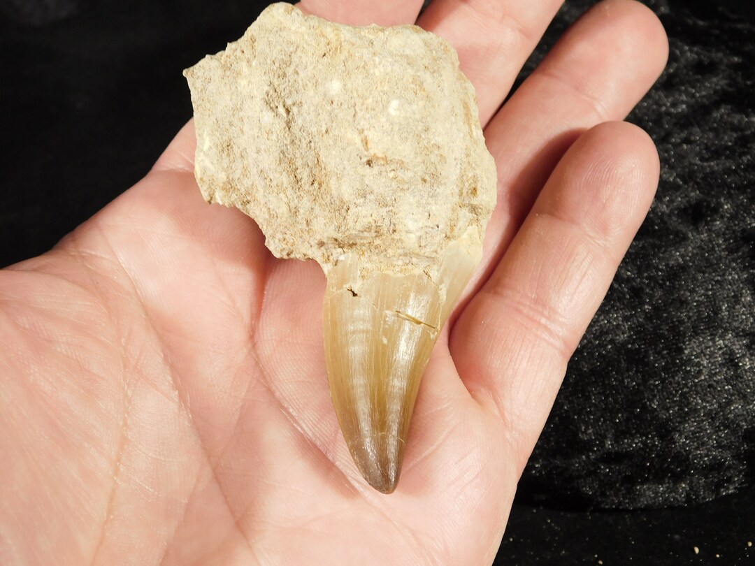 Mosasaurus Tooth Fossil in Matrix! 90 Million Years Old! Morocco 96.2gr ...