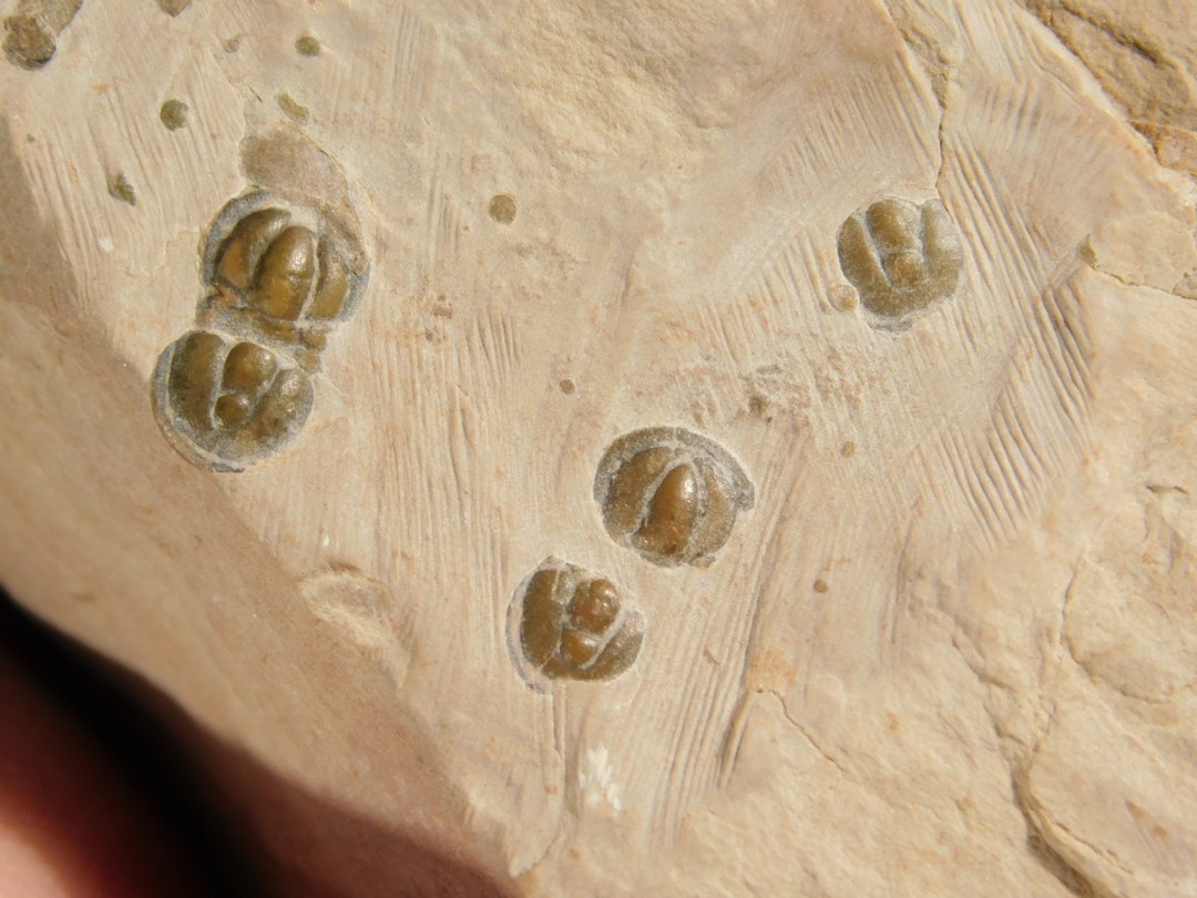 FIVE! Peronopsis Trilobite Fossils on Matrix! From Cambrian Utah 306gr ...