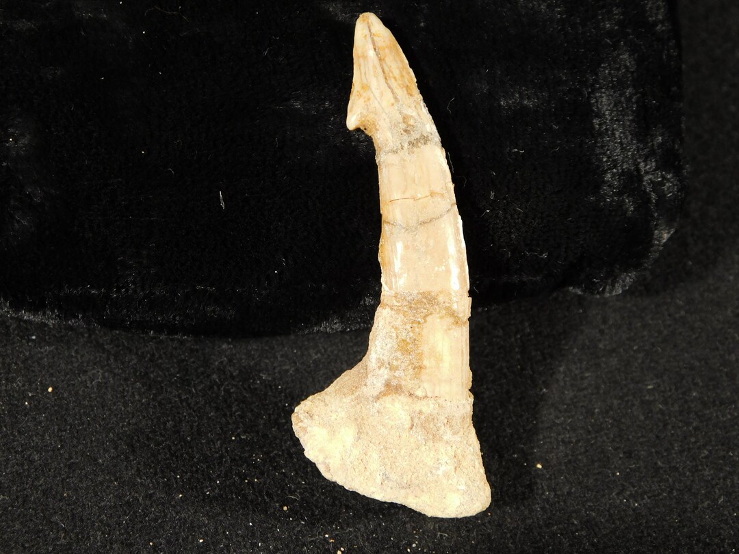 Big! 120 Million YEAR Old Dinosaur Era SAWFISH Tooth Fossil Morocco 11 ...