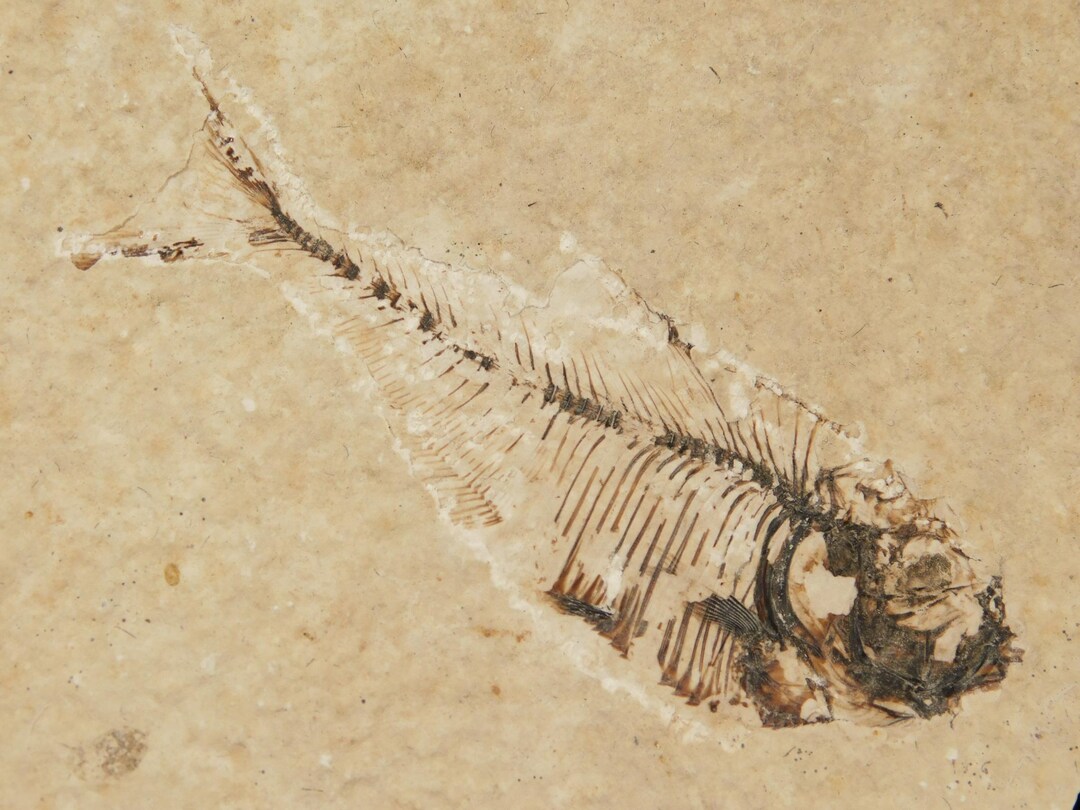 X-RAY Bones Small 50 Million Year OLD Diplomystus FISH Fossil Wyoming ...