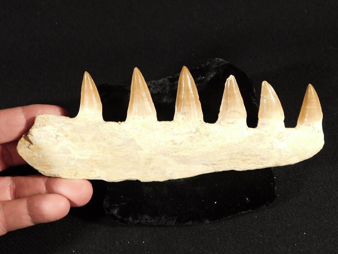 LONG! Mosasaurus JAW Bone Fossil With SIX! Tooth Fossils Morocco 156gr ...