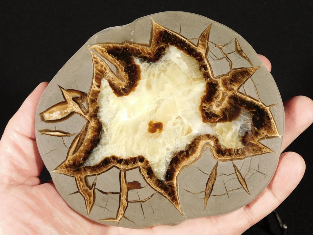 Larger! Polished SEPTARIAN Nodule Slab With a Lightning Like Pattern ...