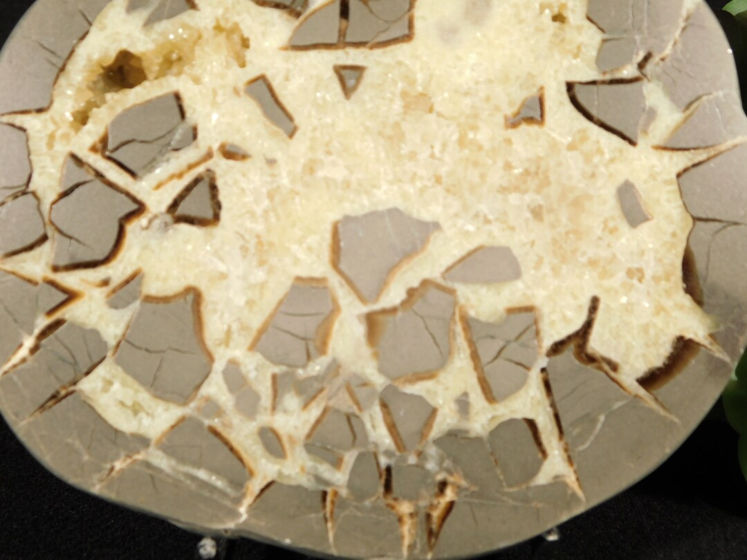 Polished SEPTARIAN Nodule Slab With a Neat Lightning Like Pattern! Utah ...