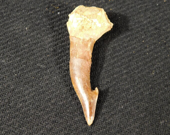 120 Million YEAR Old Dinosaur Era SAWFISH Tooth Fossil Morocco 6.0gr - Etsy