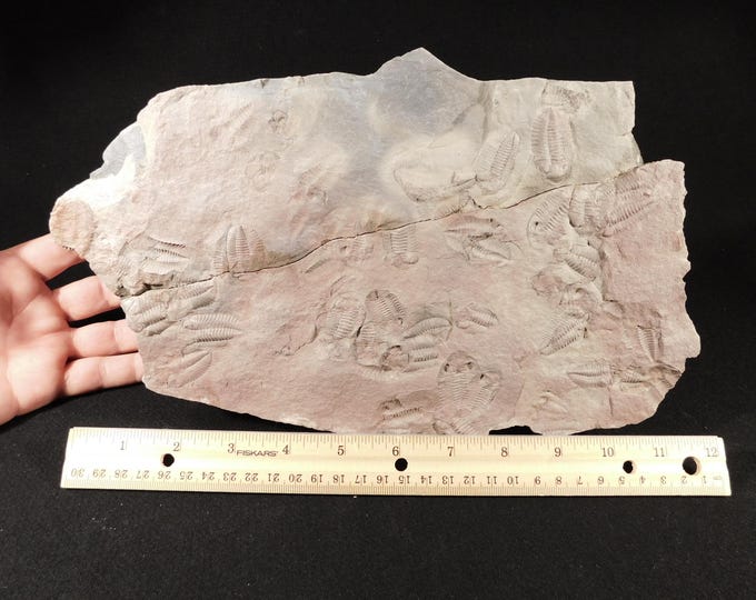 Big! Trilobite Fossil Mortality Plate! THIRTY Trilobites! 100% Natural ...