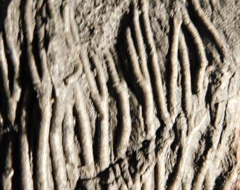 430 Million Year Old! Natural CRINOID Fossil or Sea Lily Fossil 1381gr ...