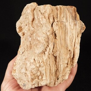 Nice BARK! Larger 210 Million Year Old Petrified Wood Fossil From ...
