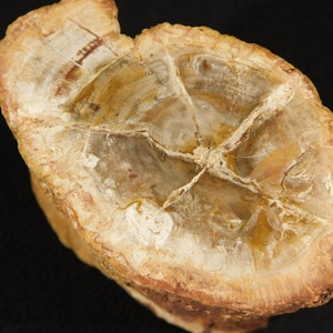 Perfect BARK 225 Million Year Old Polished Petrified Wood Fossil 433gr ...