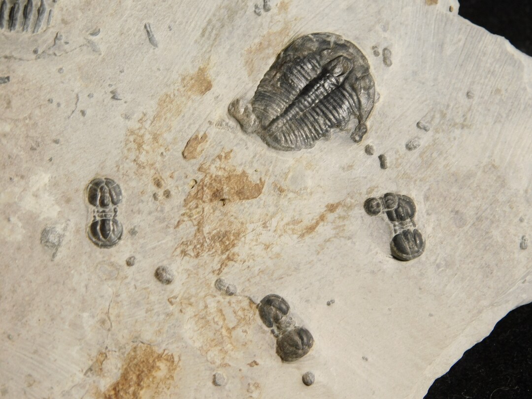 Cambrian Era Elrathia Trilobite Fossils With Peronopsis From Utah 197gr ...