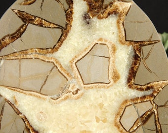 Larger! Polished SEPTARIAN Nodule Slab With a Lightning Like Pattern ...