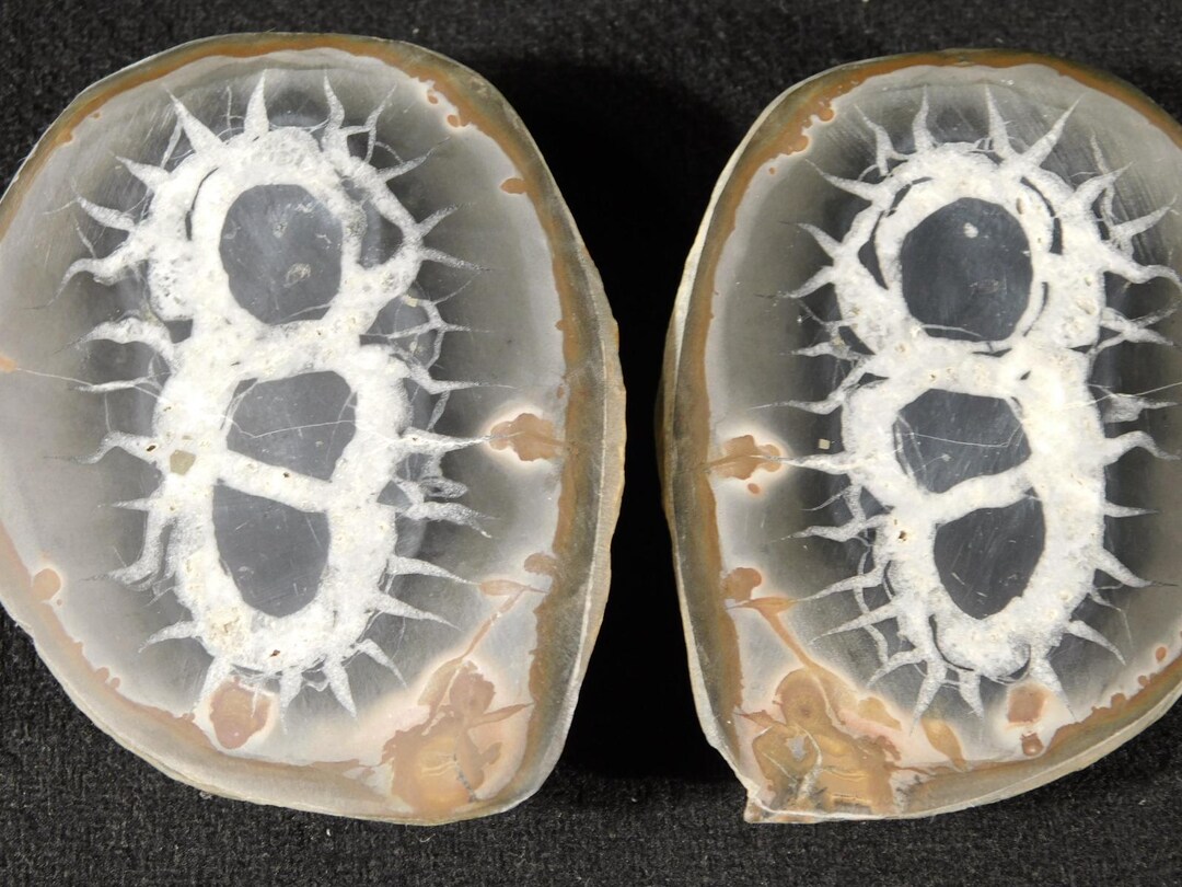 Larger! SEPTARIAN Nodule Cut and Polished 100% Natural From Morocco ...