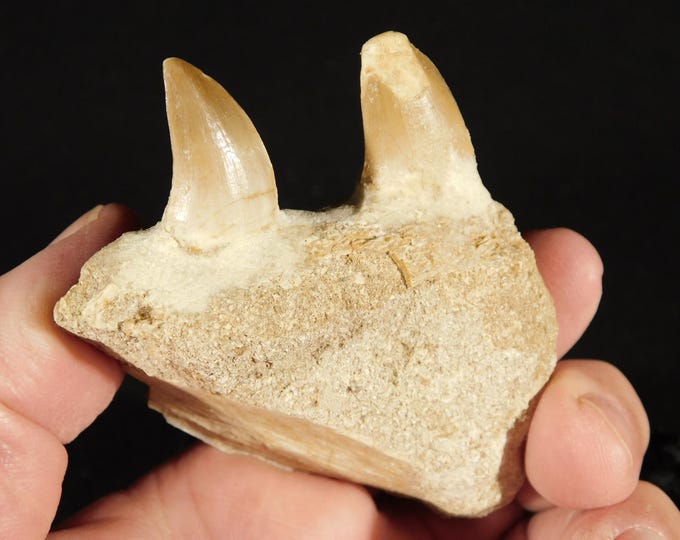 Mosasaurus JAW Bone Fossil With TWO! Tooth Fossils Morocco 80.4gr - Etsy