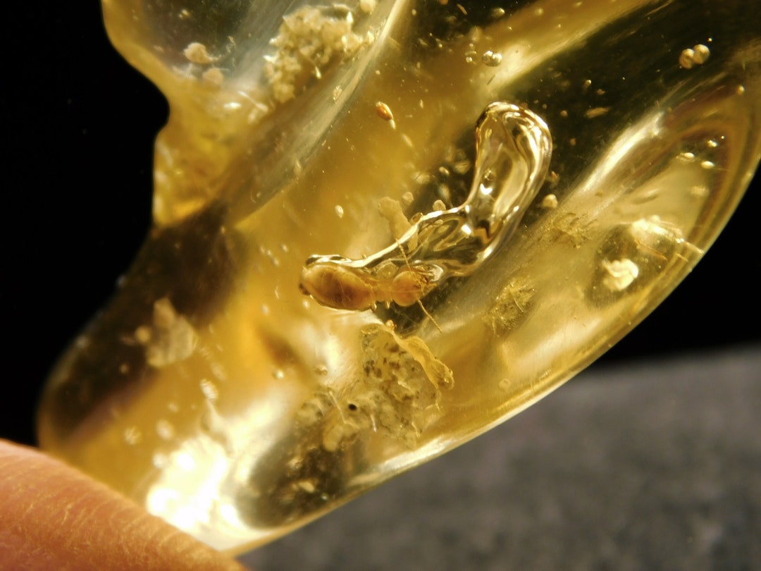 90 Million Year Old TERMITE Fossil in Polished Fossil AMBER Colombia 9 ...