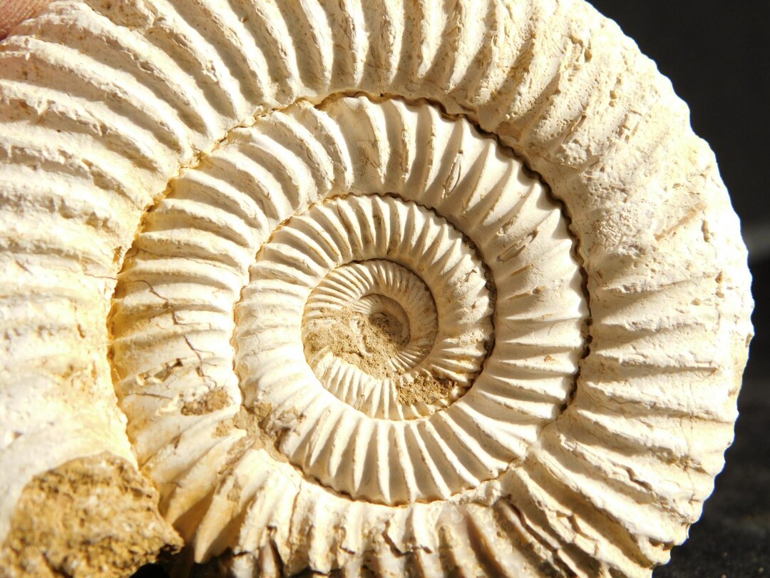 White Ribbed AMMONITE Fossil 101 Million Years Old! With Stand ...