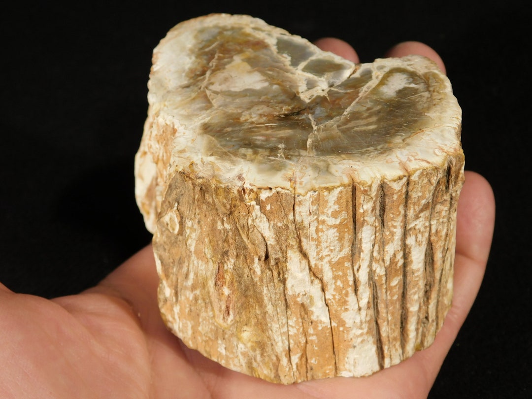 Perfect BARK! 225 Million Year Old Polished Petrified Wood Fossil 477gr ...
