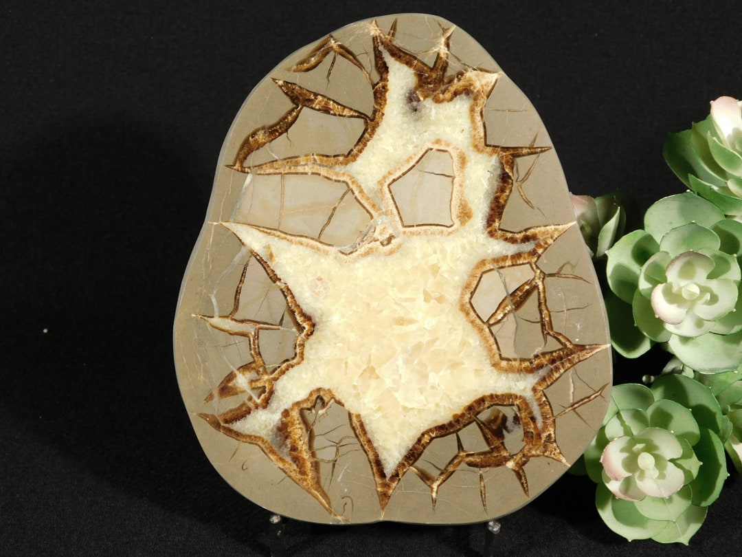 Big! Polished SEPTARIAN Nodule Slab With a Lightning Like Pattern! Utah ...