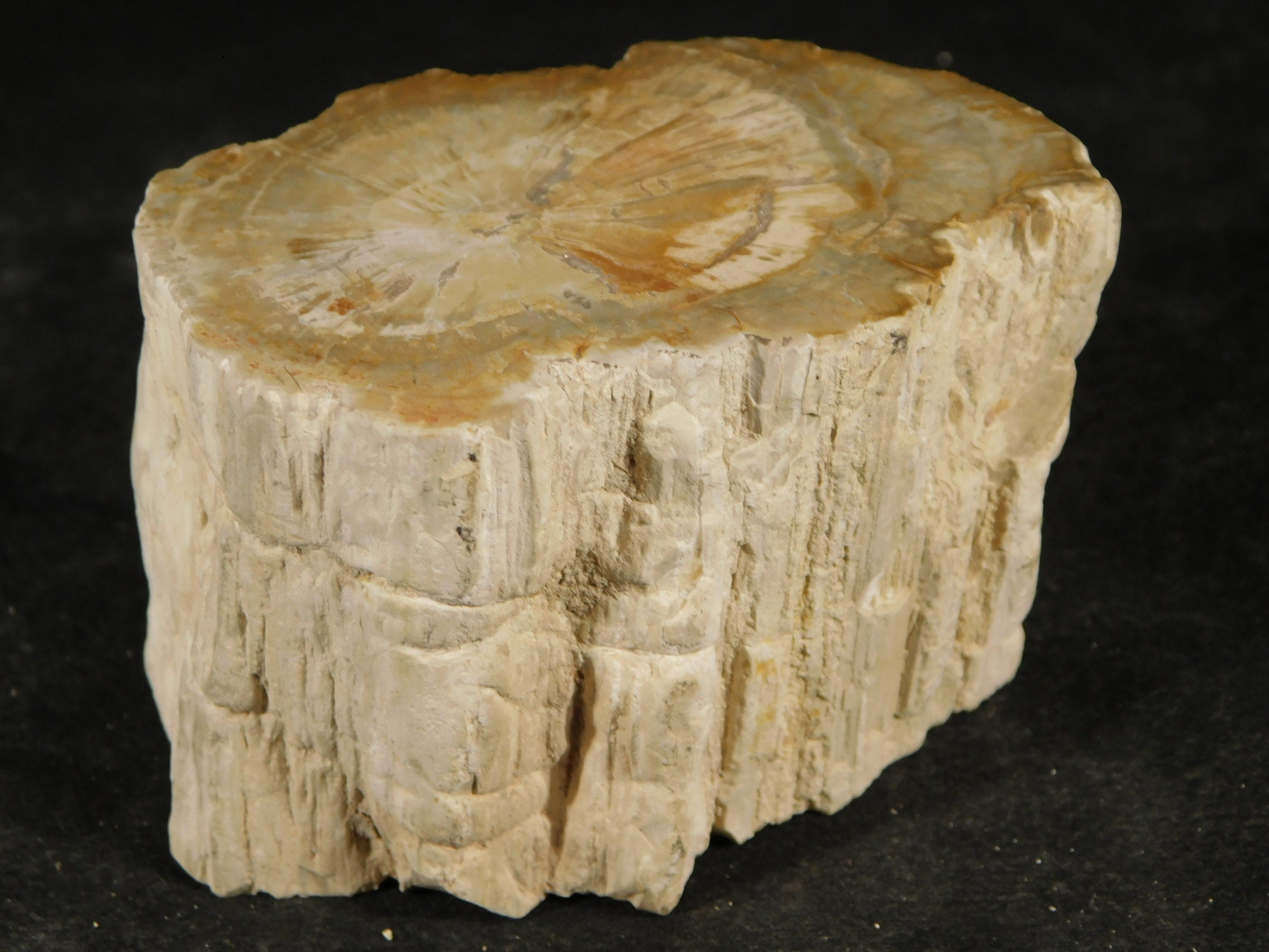 PERFECT BARK 225 Million Year Old Polished Petrified Wood - Etsy