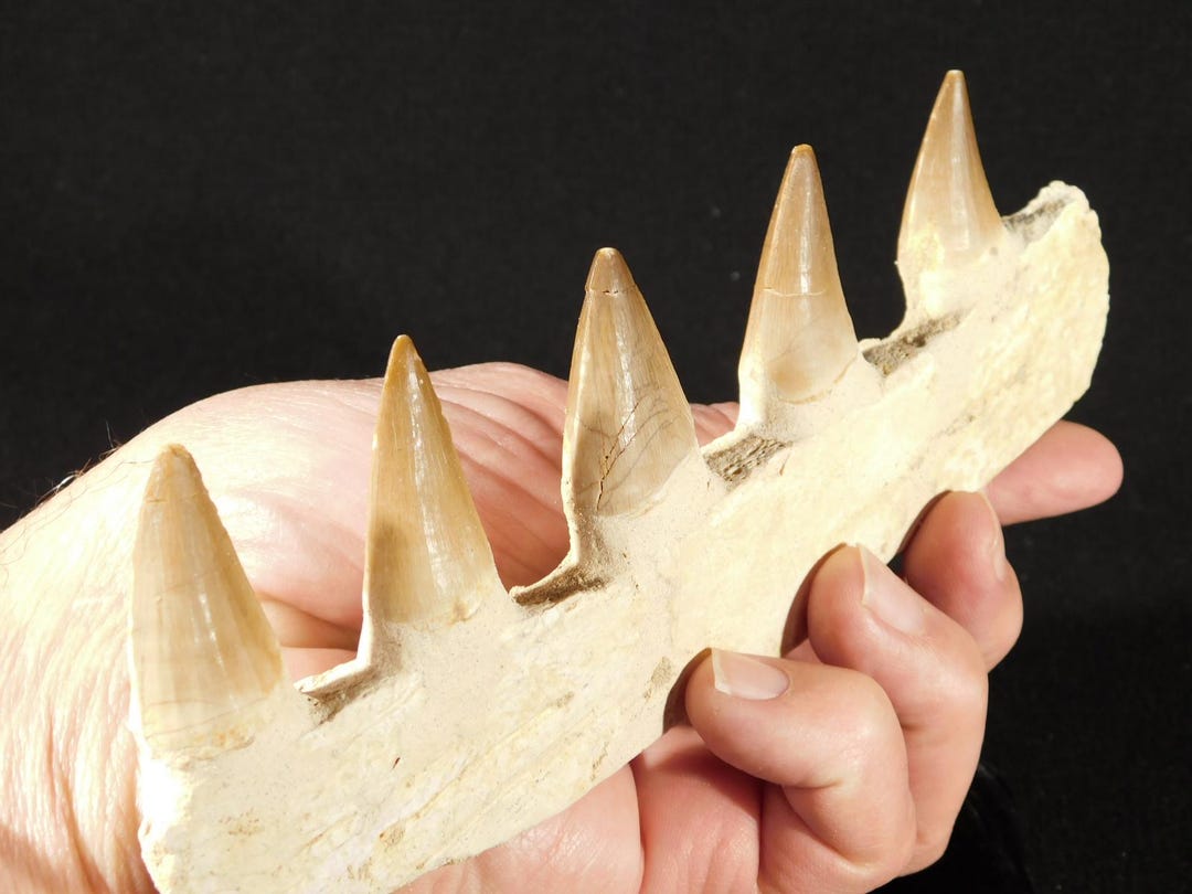 Big! Mosasaurus JAW Bone Fossil With FIVE! Tooth Fossils Morocco 168gr ...