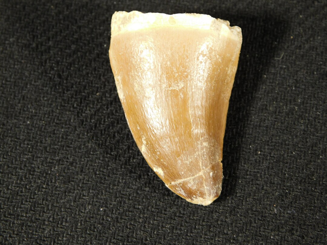 100 Million Year Old Mosasaurus TOOTH Fossil From Morocco 20.9gr - Etsy