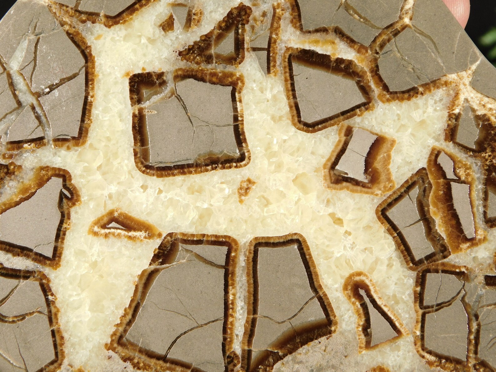 Polished SEPTARIAN Nodule Slab With a Neat Lightning Like Pattern Utah ...