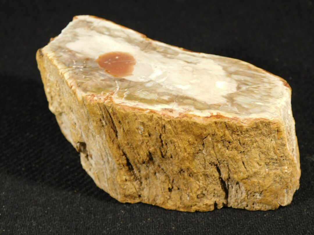 Perfect BARK 225 Million Year Old Polished Petrified Wood Fossil 339gr ...