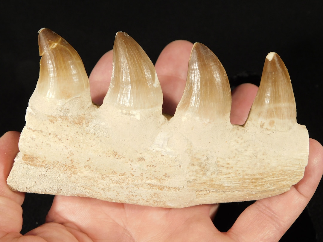 100 Million Year Old Mosasaurus JAW Bone Fossil With FOUR Fossil TEETH ...