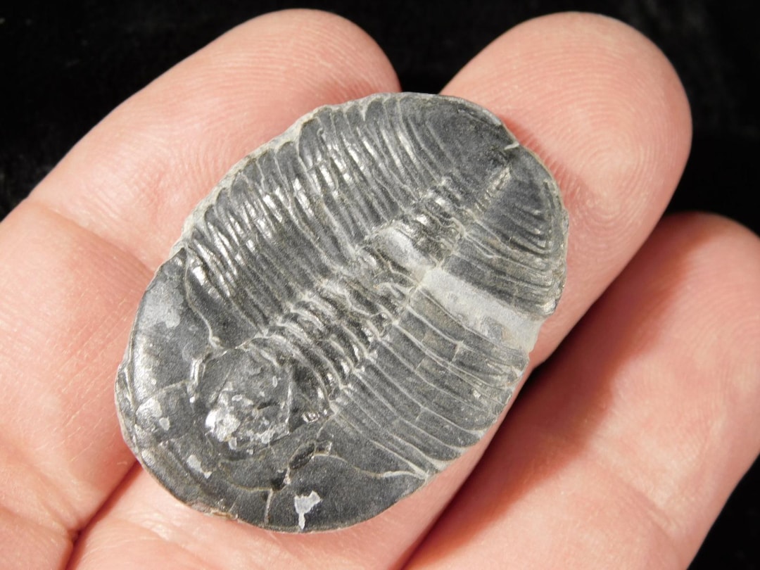 TRILOBITE Fossil With an Anomalocaris BITE MARK! From Utah 1.87 - Etsy