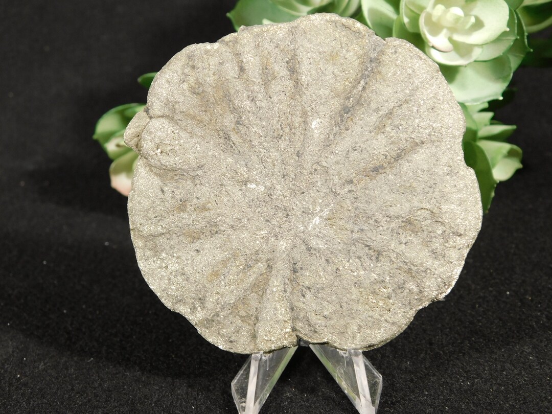 Pyrite SUN or Pyrite Crystal DISC 100% Natural Illinois 105gr - Etsy