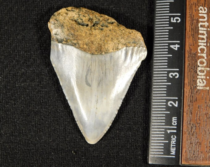 ANCESTRAL Great WHITE Shark Tooth Fossil 100% Natural 12.6gr - Etsy