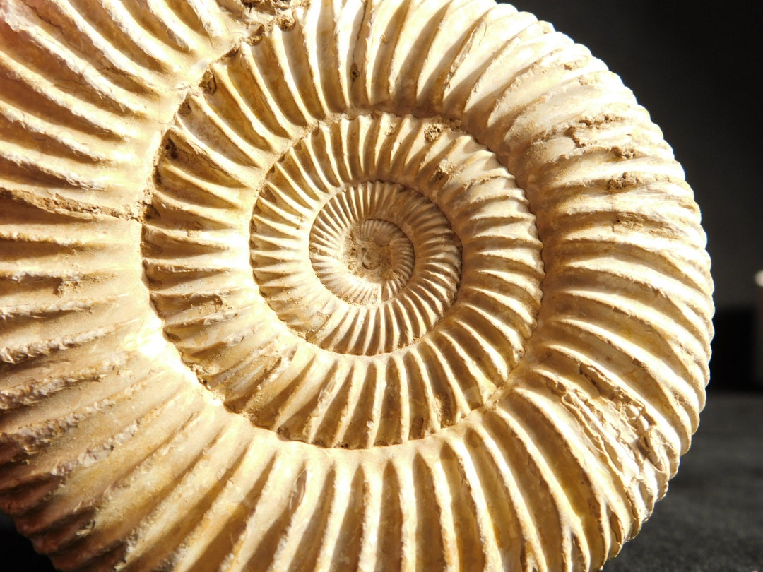 Big 109 MILLION Year Old Cretaceous Era White Ribbed AMMONITE Fossil ...