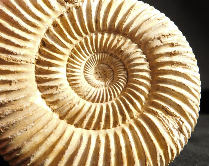 Big! 109 MILLION Year Old! Cretaceous Era White Ribbed AMMONITE Fossil ...