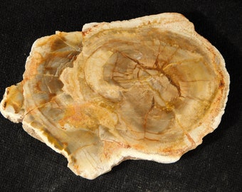 Fossil Wood Slab | Etsy