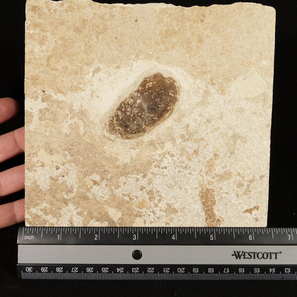 Coprolite - Etsy