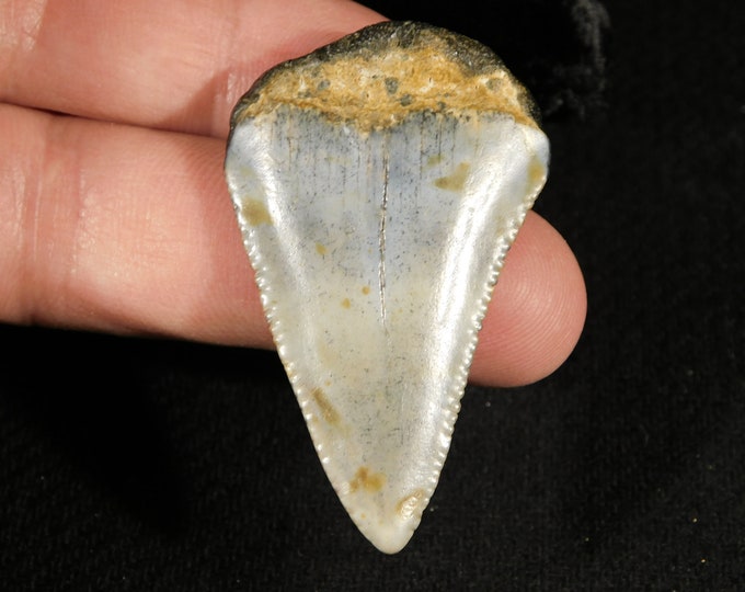 ANCESTRAL Great WHITE Shark Tooth Fossil 100% Natural 13.0gr - Etsy