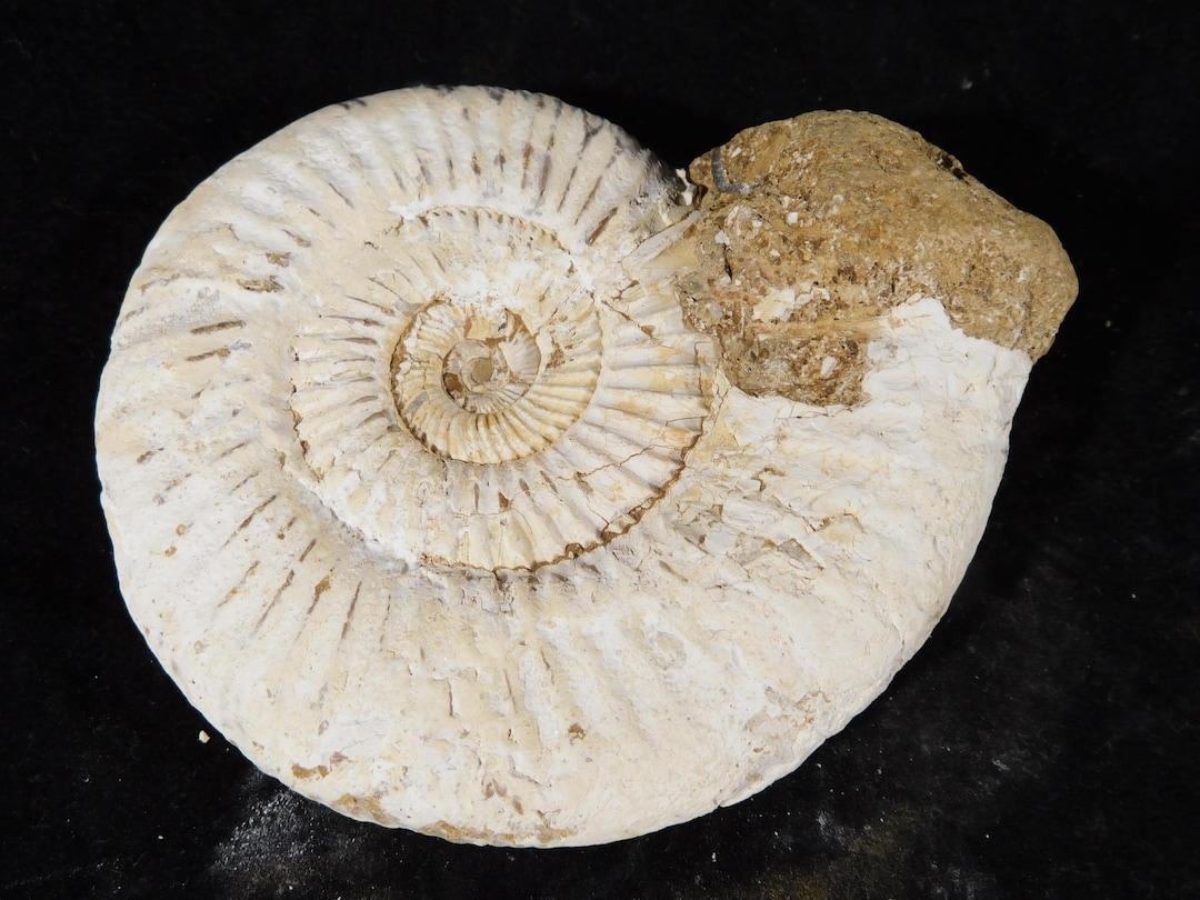 Larger! 111 Million Year Old White Ribbed AMMONITE Fossil With Stand ...