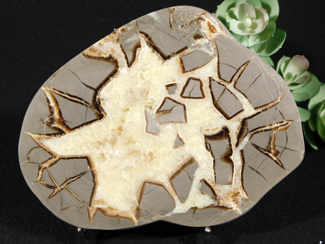 Larger! Polished SEPTARIAN Nodule Slab With a Lightning Like Pattern ...