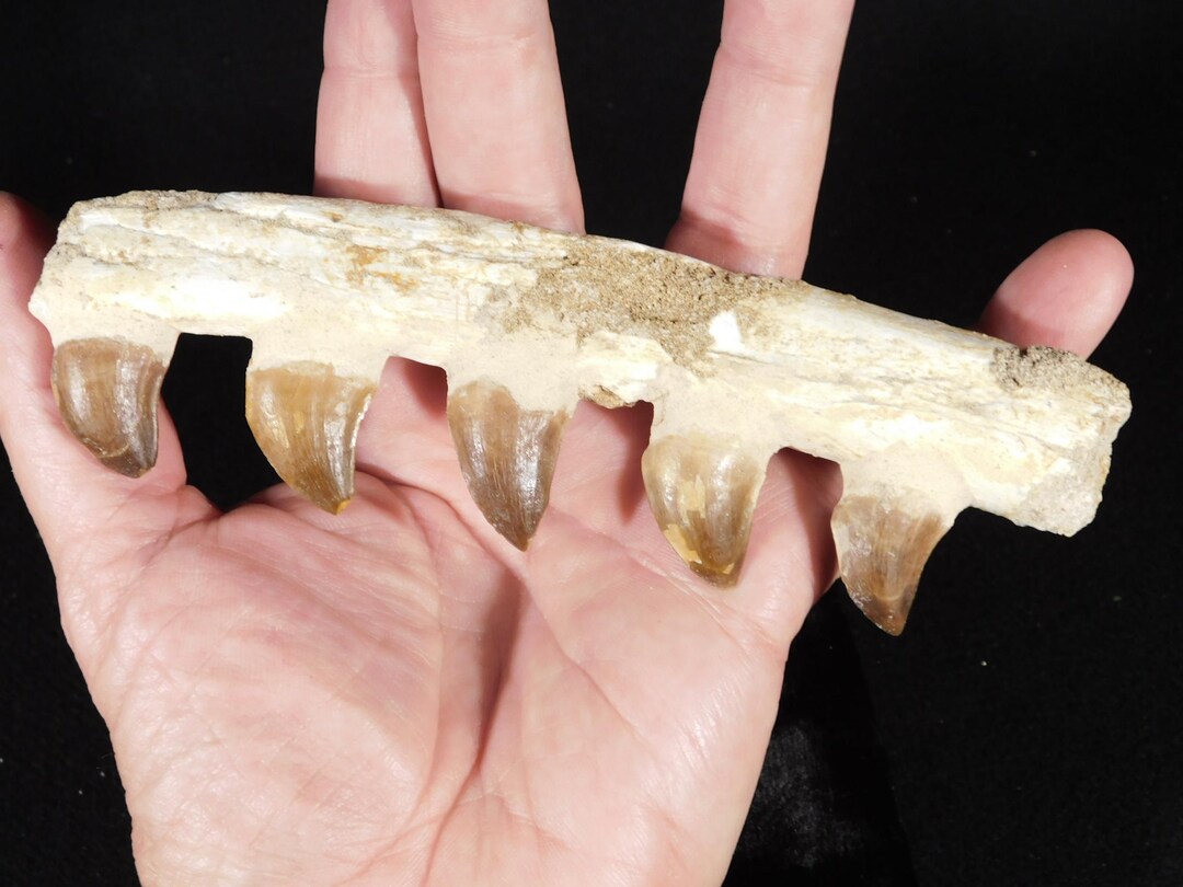 Long! Mosasaurus JAW Bone Fossil With FIVE Tooth Fossils Morocco 109gr ...