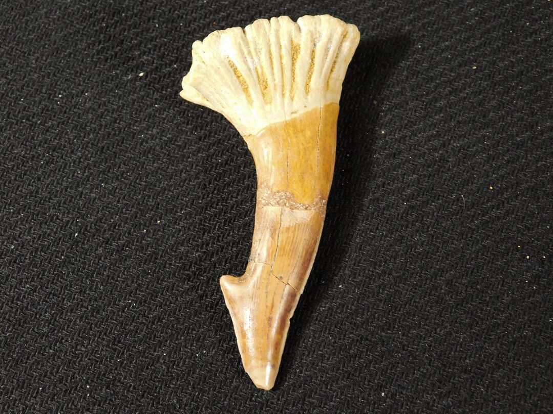 Big! 120 Million YEAR Old Dinosaur Era SAWFISH Tooth Fossil Morocco 14 ...