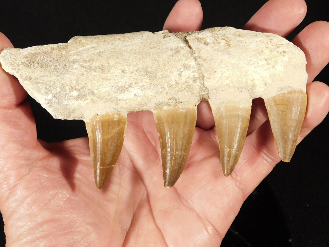 100 Million Year Old! Mosasaurus JAW Bone Fossil With FOUR Fossil TEETH ...