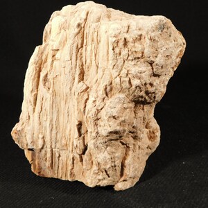 Nice BARK! Larger 210 Million Year Old Petrified Wood Fossil From ...